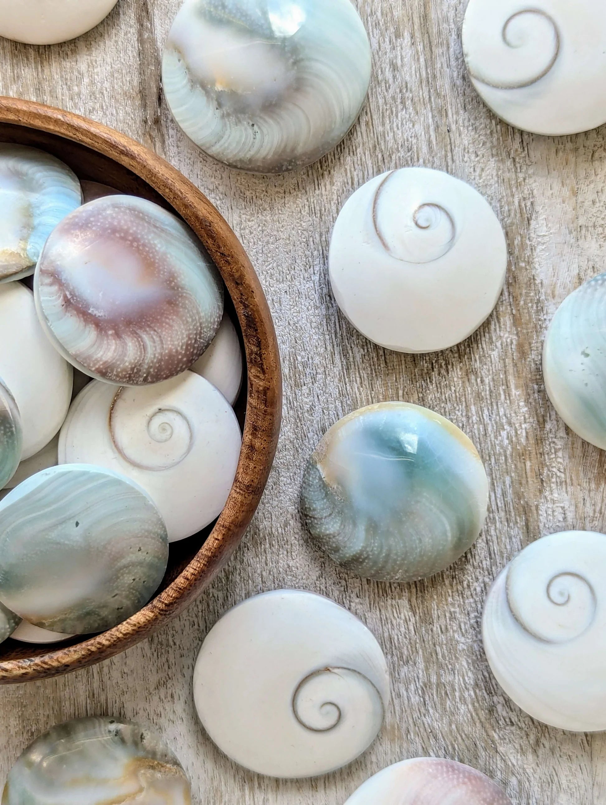 Shiva Shells – The Cosmic Exchange